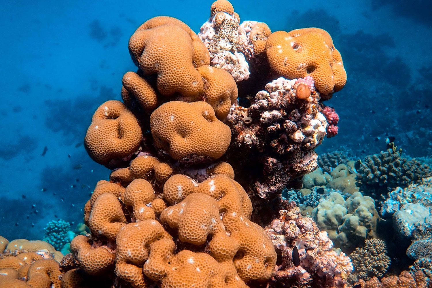 Sponges: bizarre and beautiful creatures of our seas