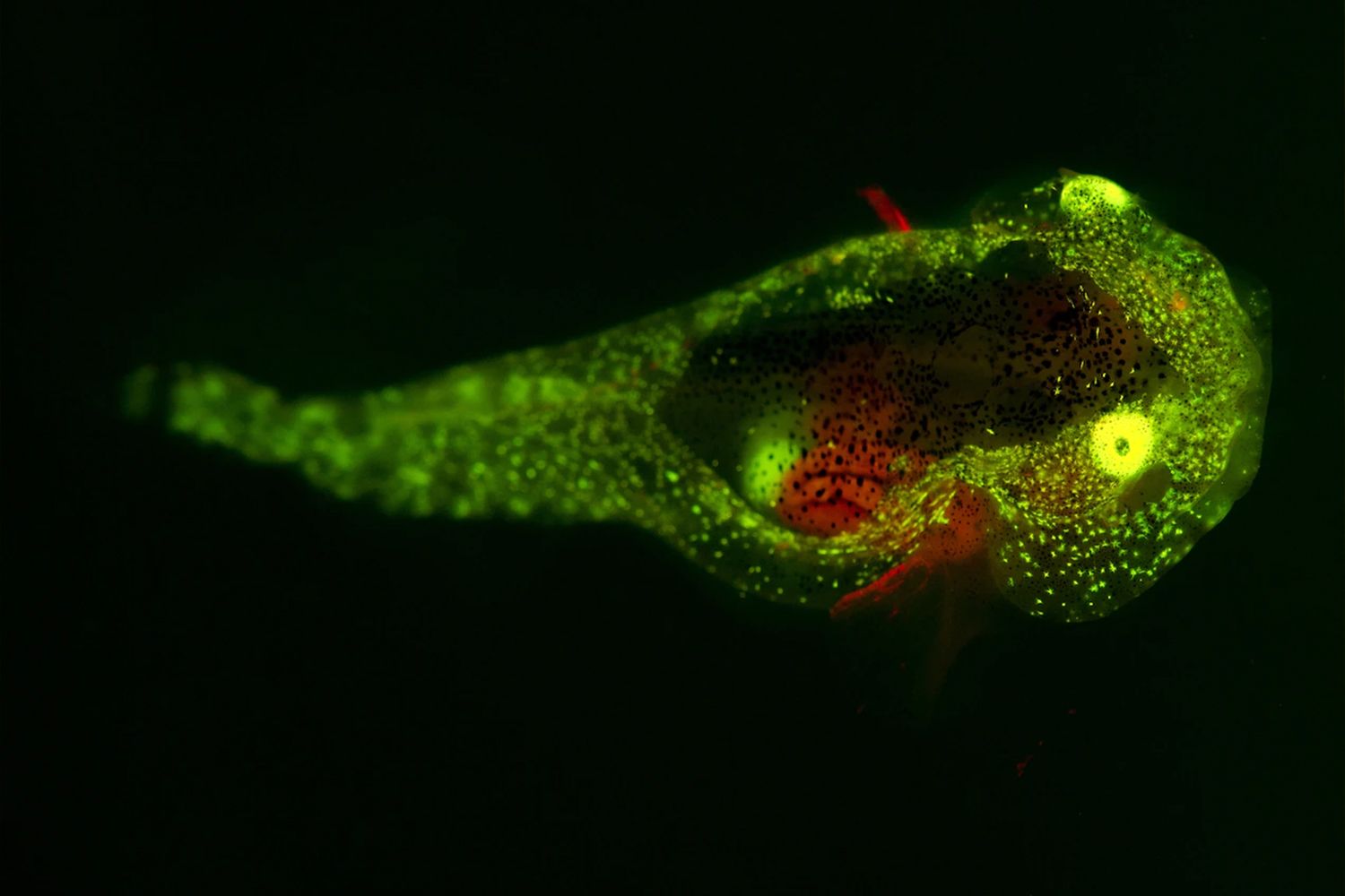 Biofluorescence: How sea creatures glow in the dark