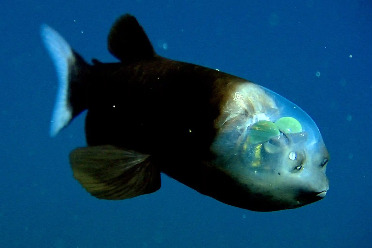 The Barreleye Fish : A rare Fish with transparent head