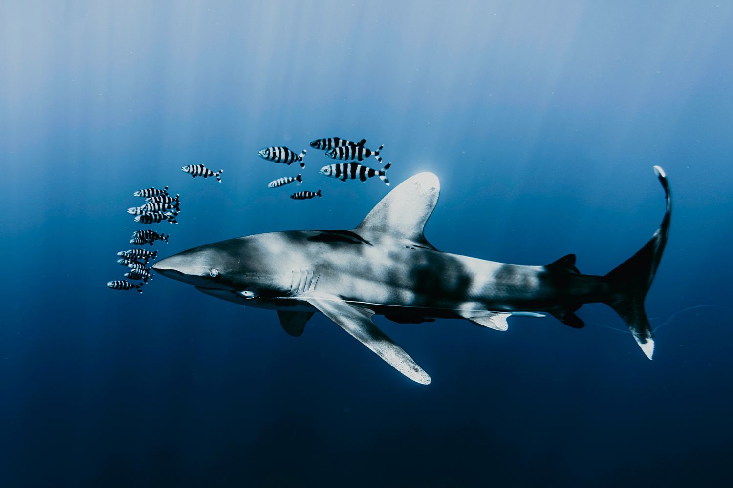 Shark populations are declining worldwide