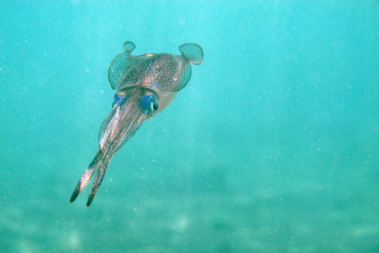 Squids can edit their genes to rapidly adjust to temperature swings.