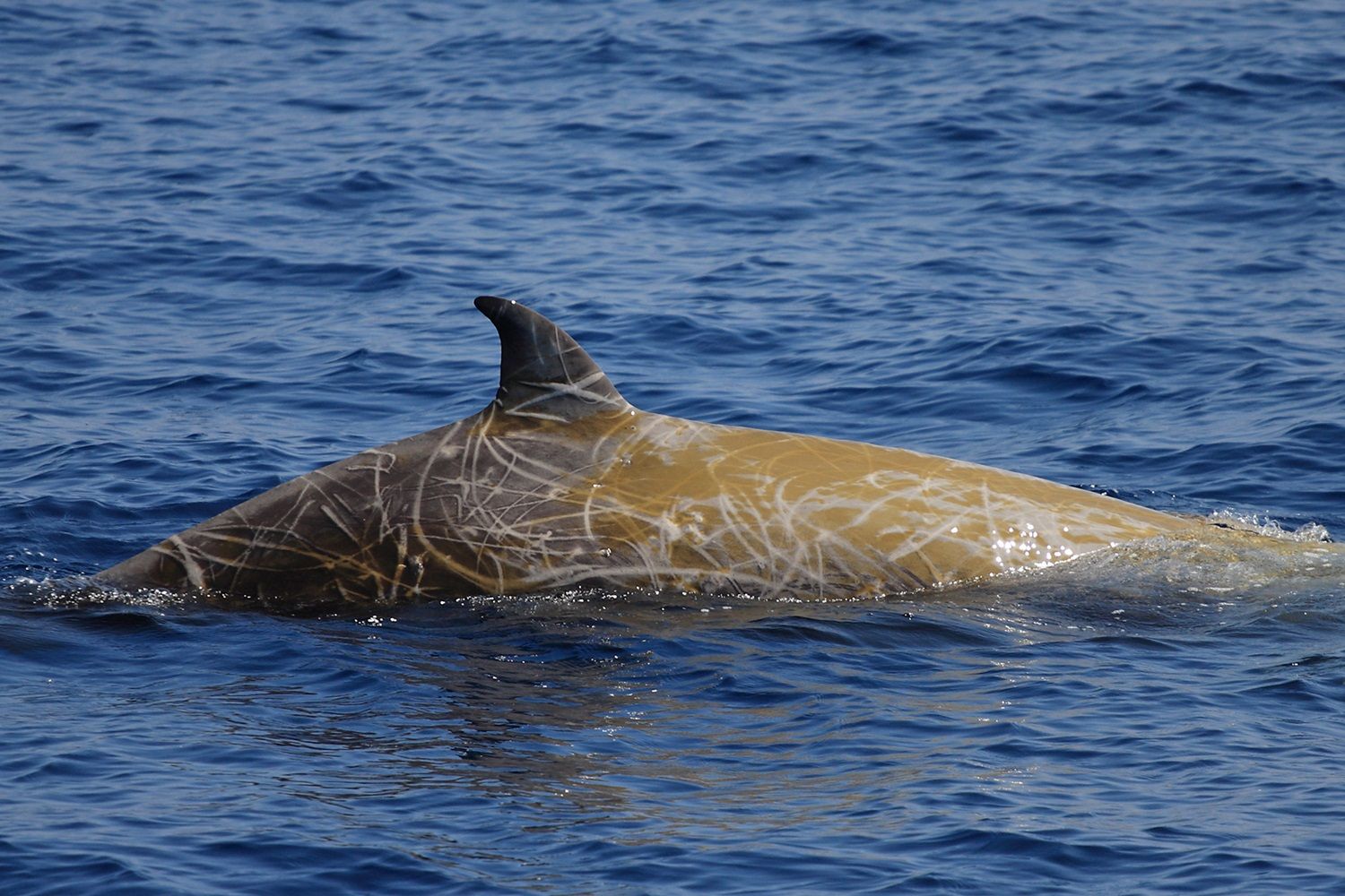 Caprera Canyon: a valuable hotspot for the Cuvier's beaked whales