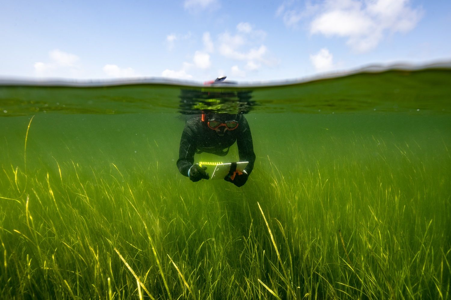 Zostera marina: one of the world's most widespread marine plants