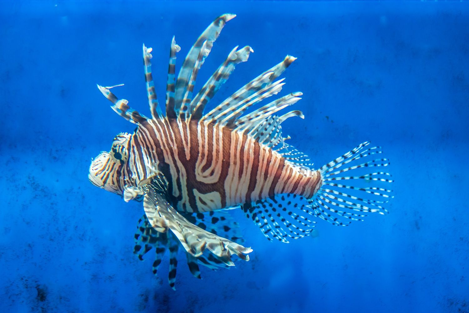 Tropicalization of the Mediterranean sea